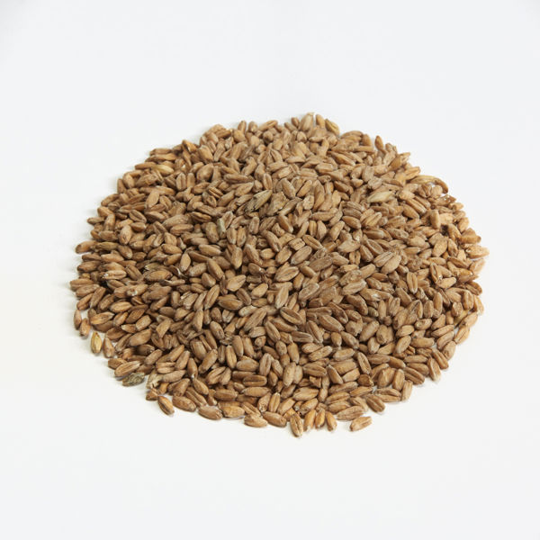 Spelt Malt - BestMalz - North Texas Homebrew Supply